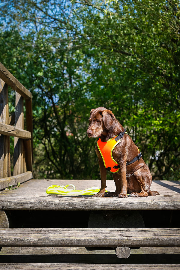 Video: Het unieke Julius-K9 tuig voor mantrailing