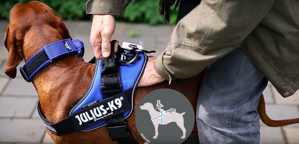 Welke soorten hondentuigen zijn er en welke past het beste bij mijn hond?