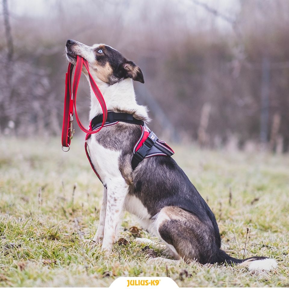 Julius-K9 Color & Grey lijnen - Wat is jou favoriete kleur?