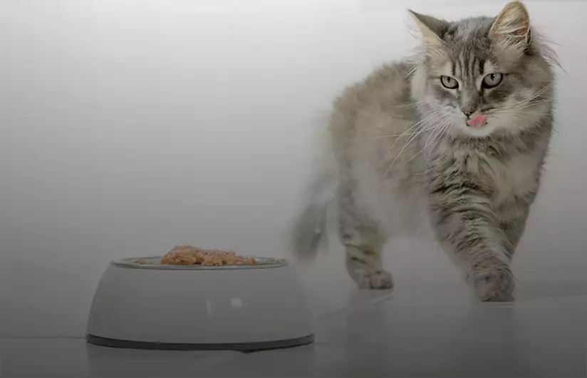 Kat | Voer & drinkbakken | K9 Shop