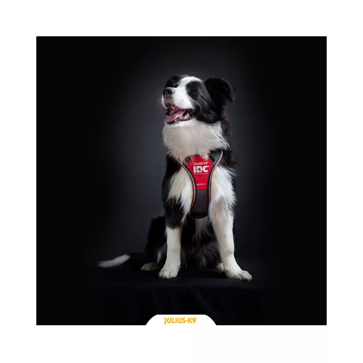 Bijna weekend K9 fans