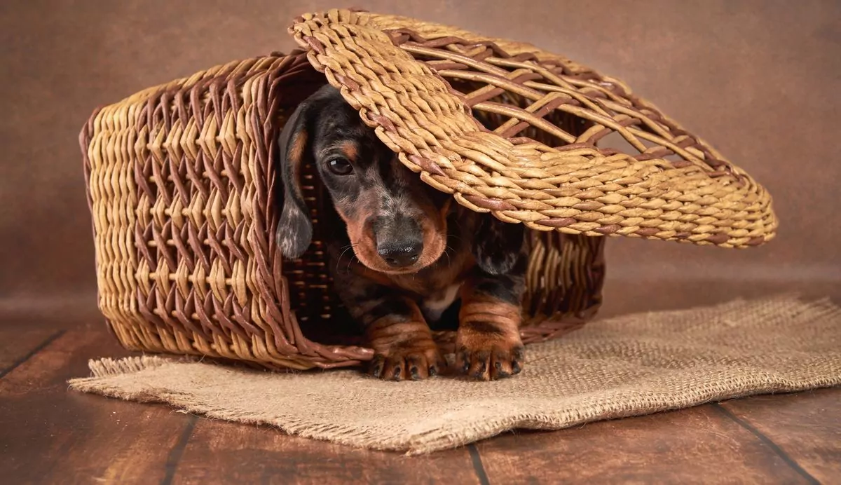 De 10 leukste hondenmanden | K9 Shop